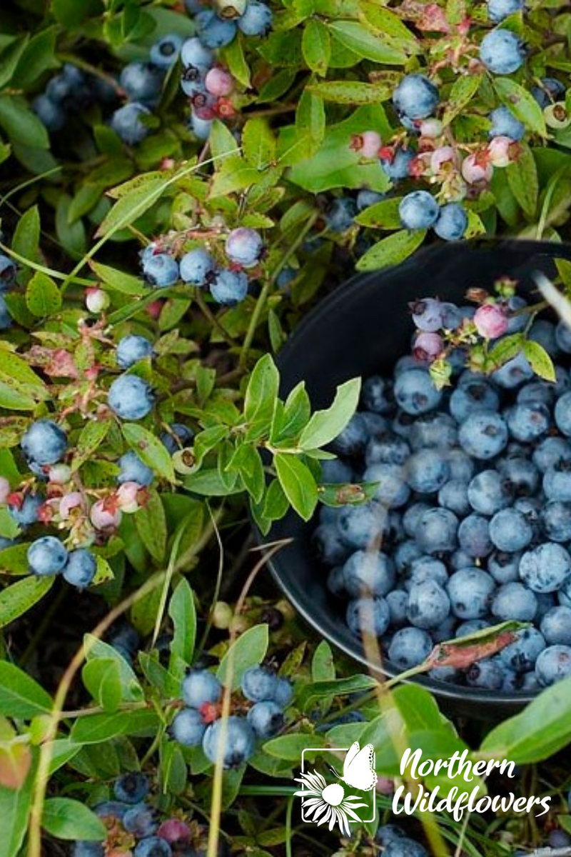 Native Wildflower Wild Lowbush Blueberry Seeds